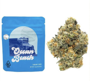 Ocean Beach Strain - Scottie Strains
